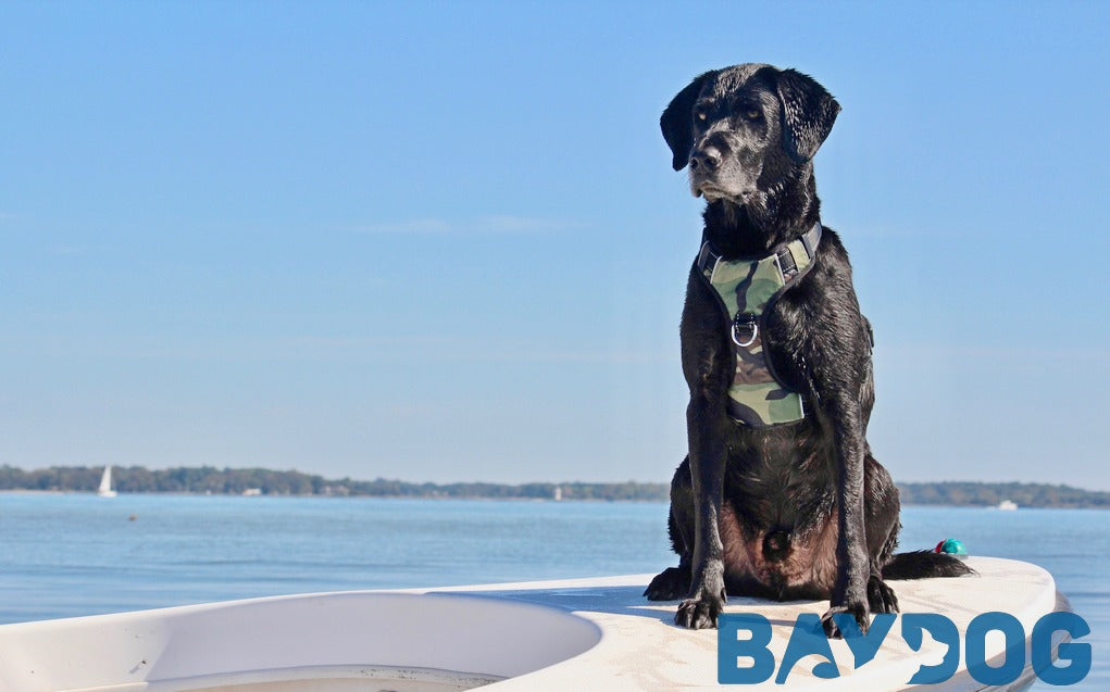 A Look at Two Veteran Dog-Focused Charities – BAYDOG