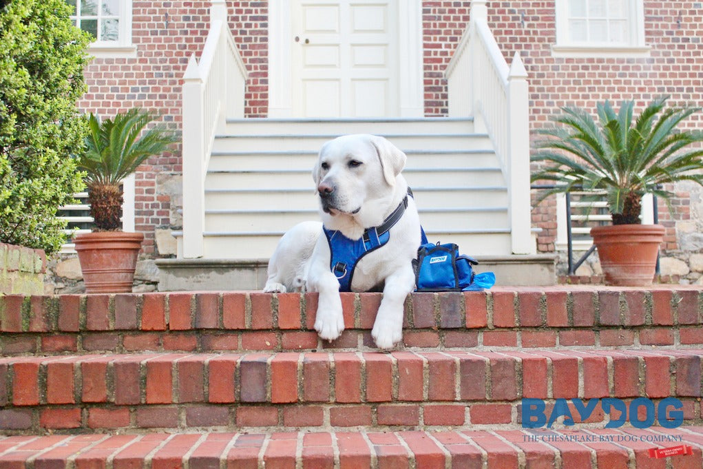 How to Introduce Your Dog to New Neighbors – BAYDOG