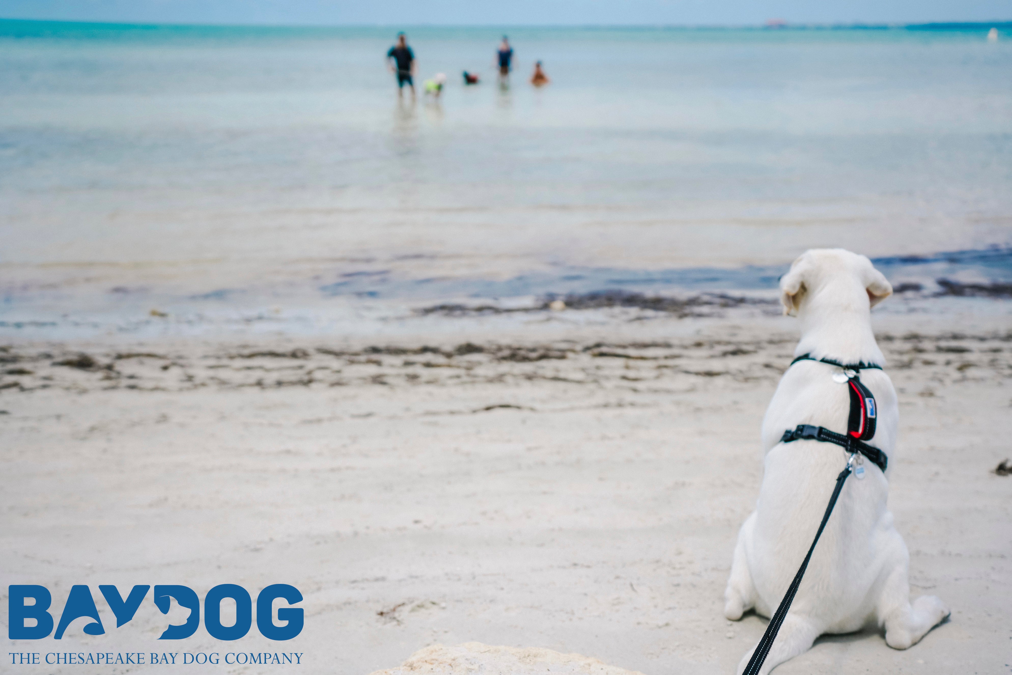 7 Items Your Dog Needs at the Beach – BAYDOG