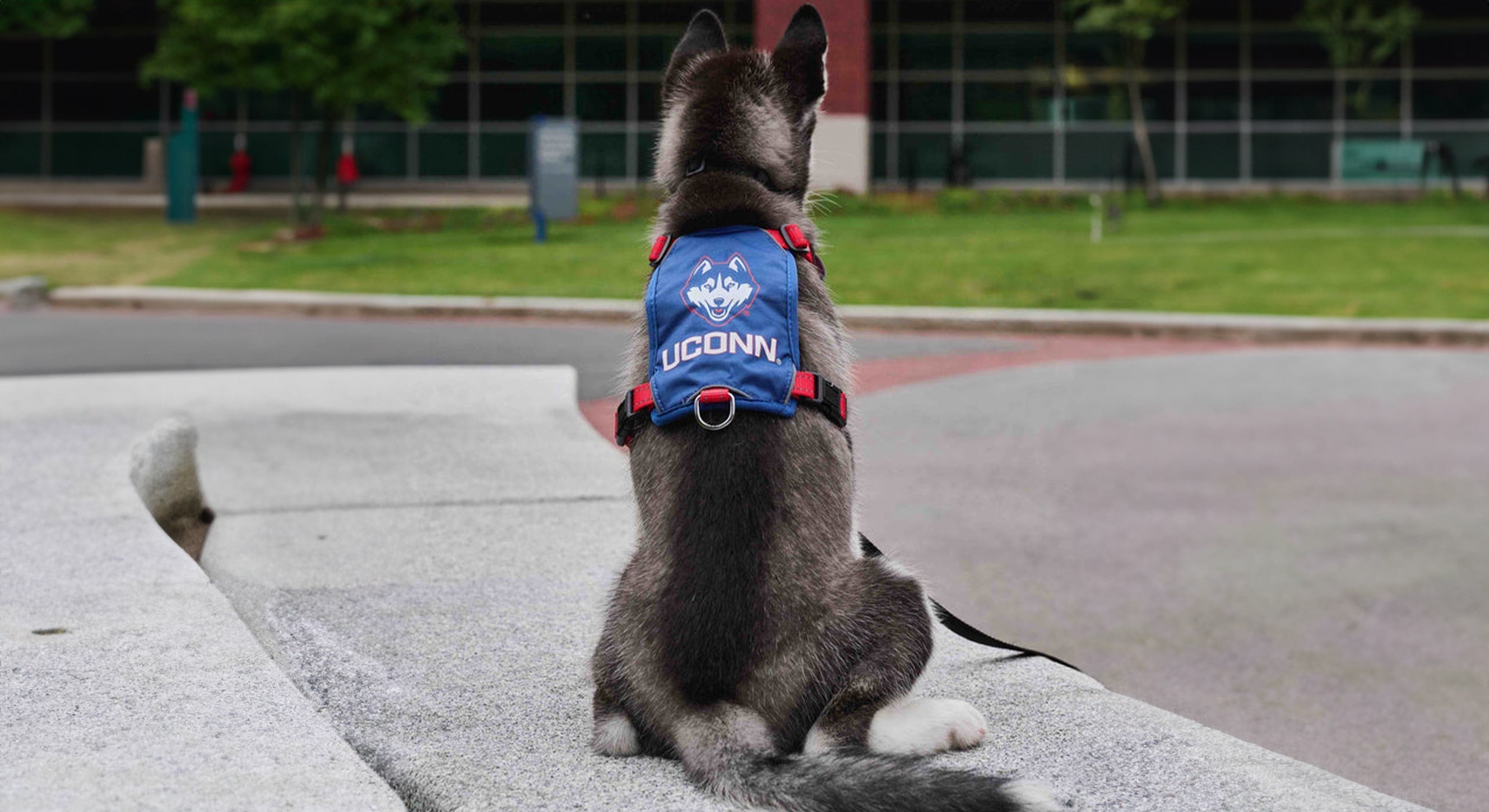 All College Gear – BAYDOG