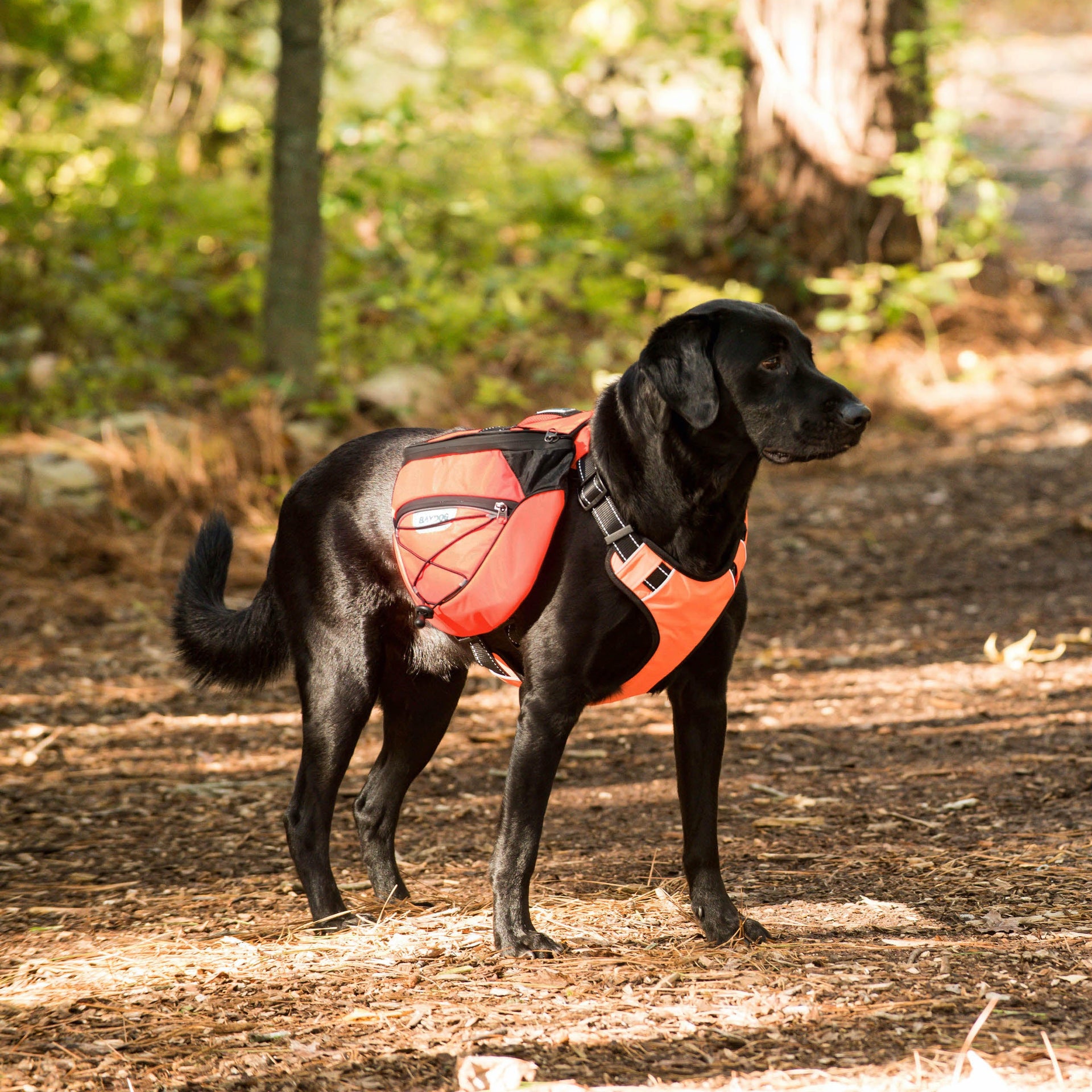 BAYDOG Chesapeake Dog Harness | Lightweight, Premium Dog Harness