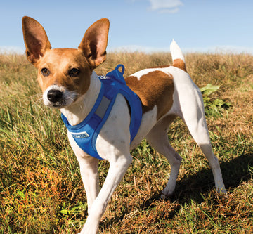 Harnesses – BAYDOG