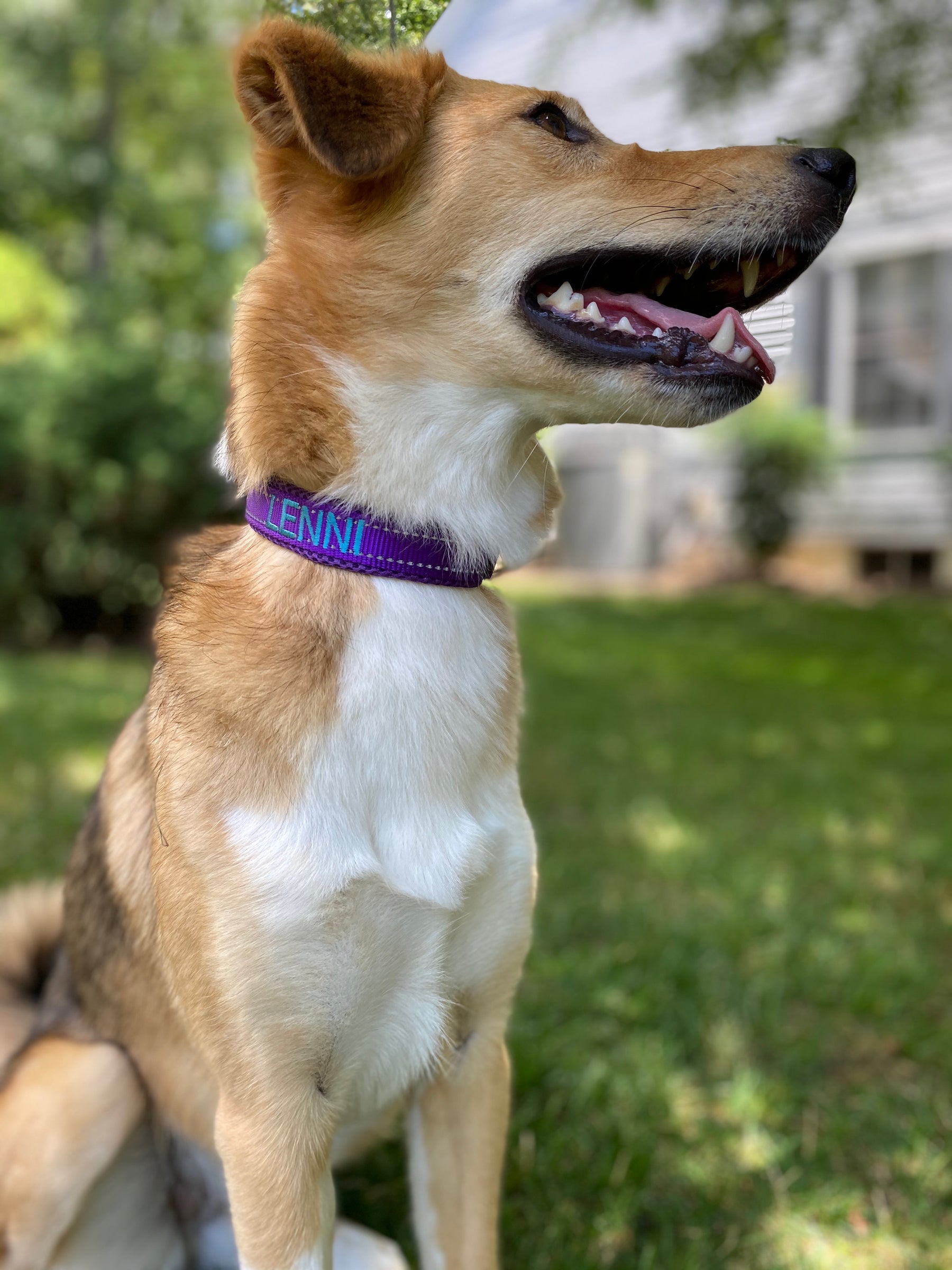 Embroidered Dog Collar – BAYDOG